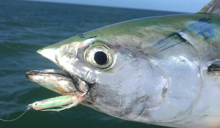 Apalachicola Fishing Charters - Robinson Brothers Guide Service